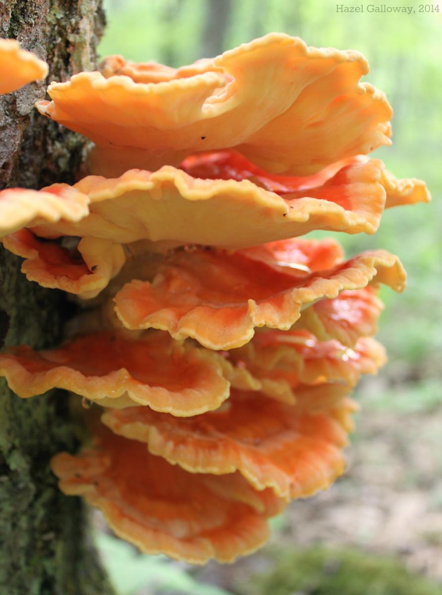 Appalachian Foodways: The Tradition of Foraged Foods by Mike Templeton ...