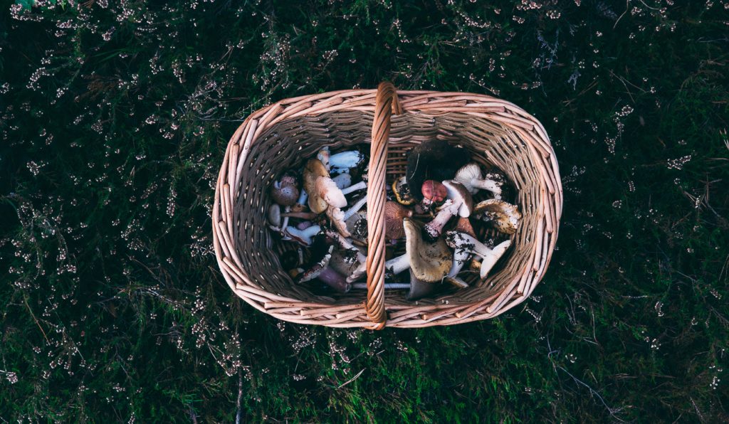 Appalachian Foodways: The Tradition of Foraged Foods by Mike Templeton ...